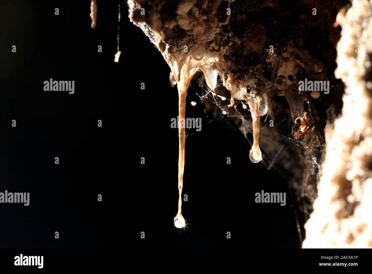 Snottites. These stalactite-like formations are made from biofilms of ...