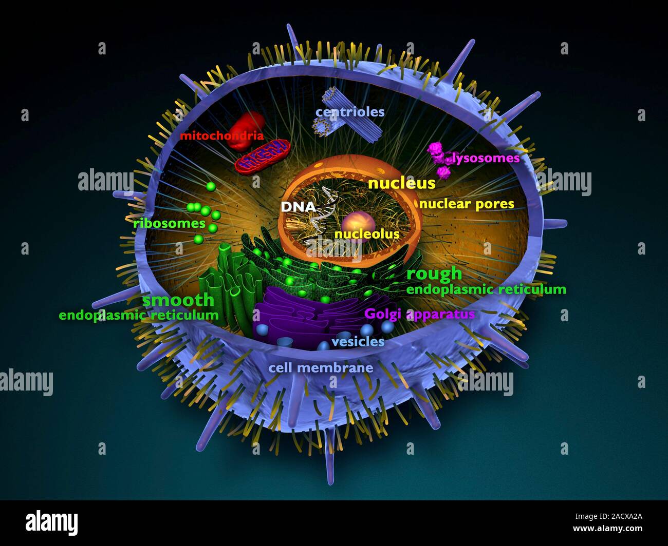 Animal cell, computer artwork. Typical animal cell showing cellular ...