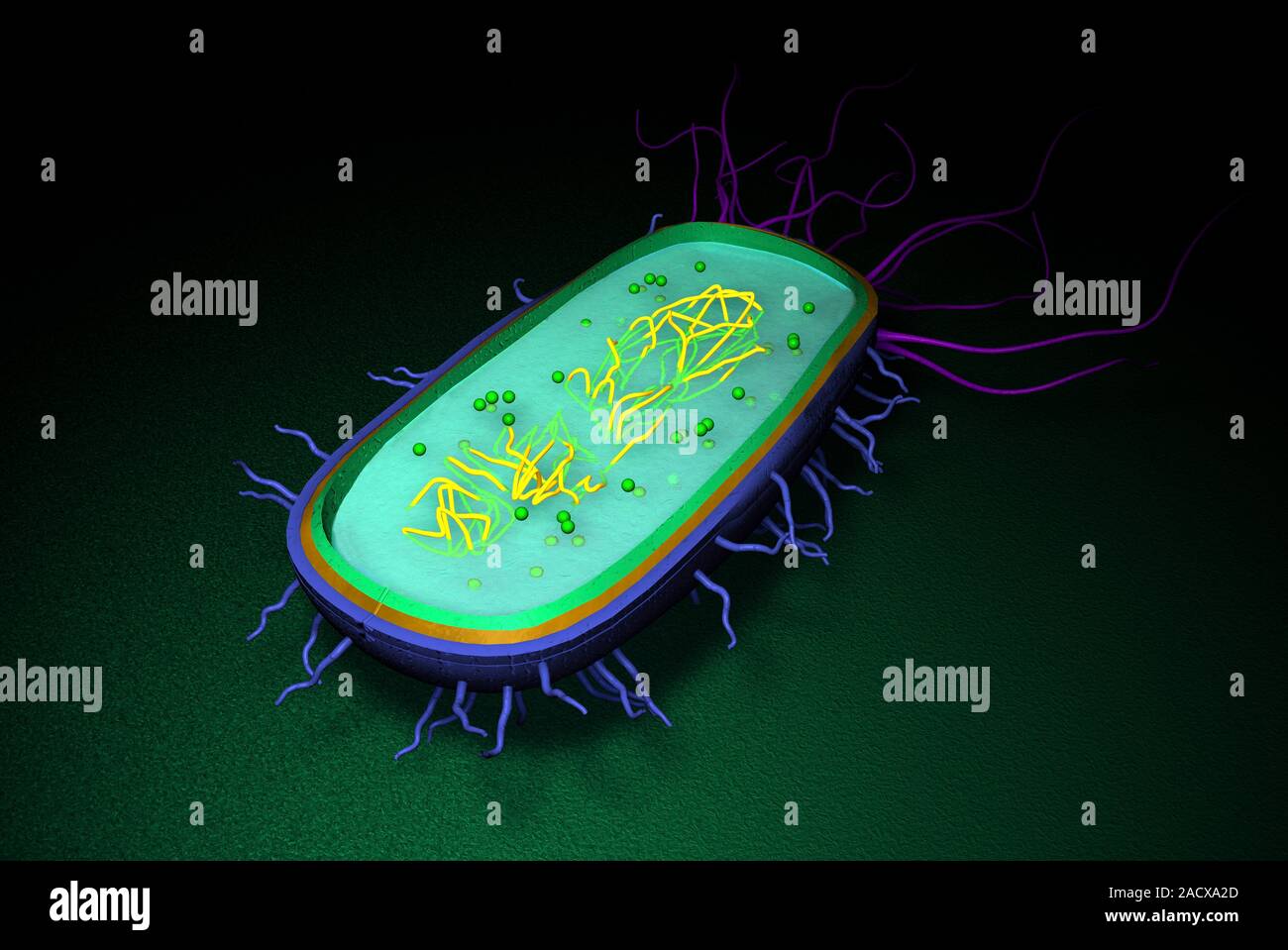 Computer artwork of a typical bacterium. At centre in yellow is a long ...
