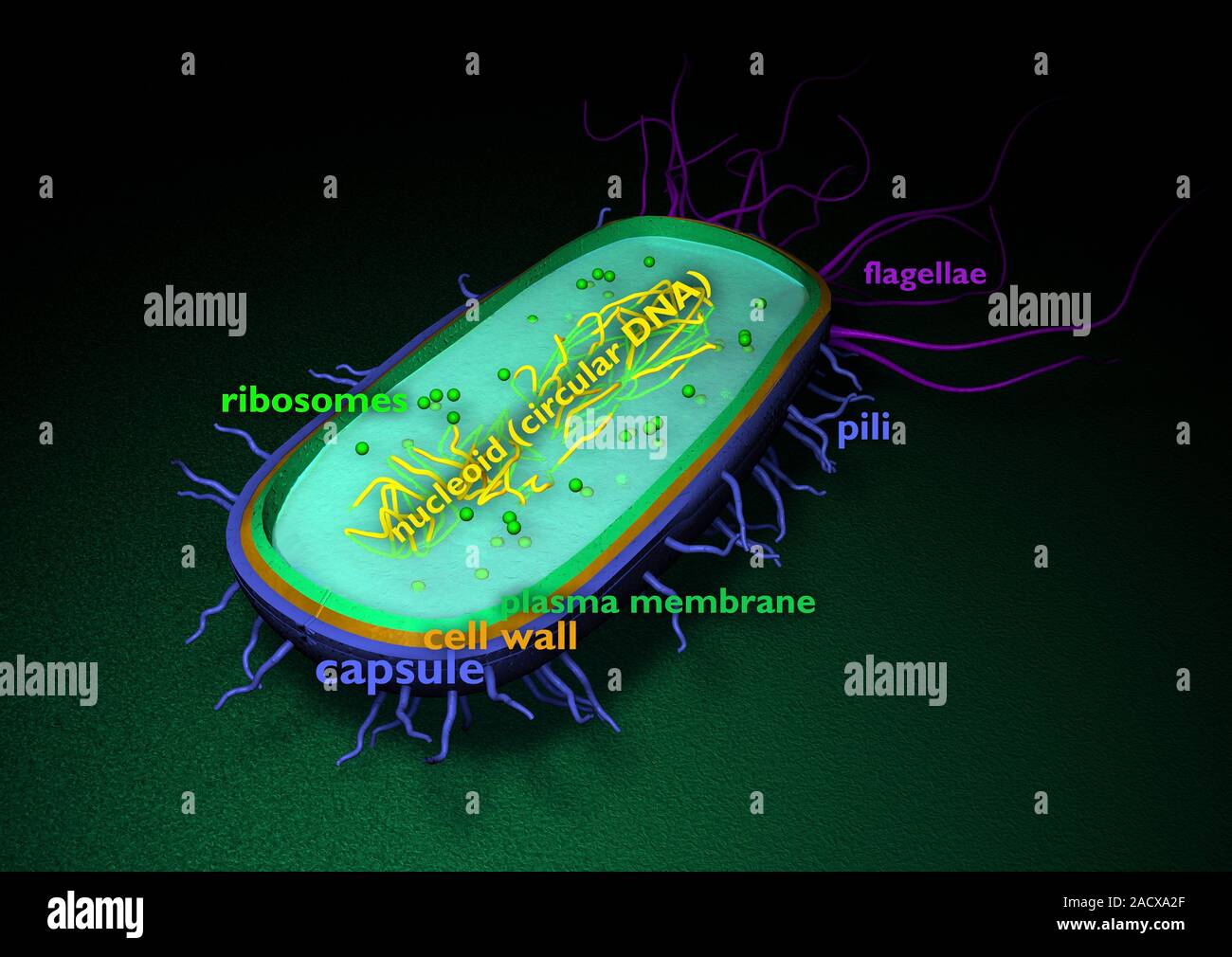 Computer artwork of a typical bacterium. At centre in yellow is a long ...
