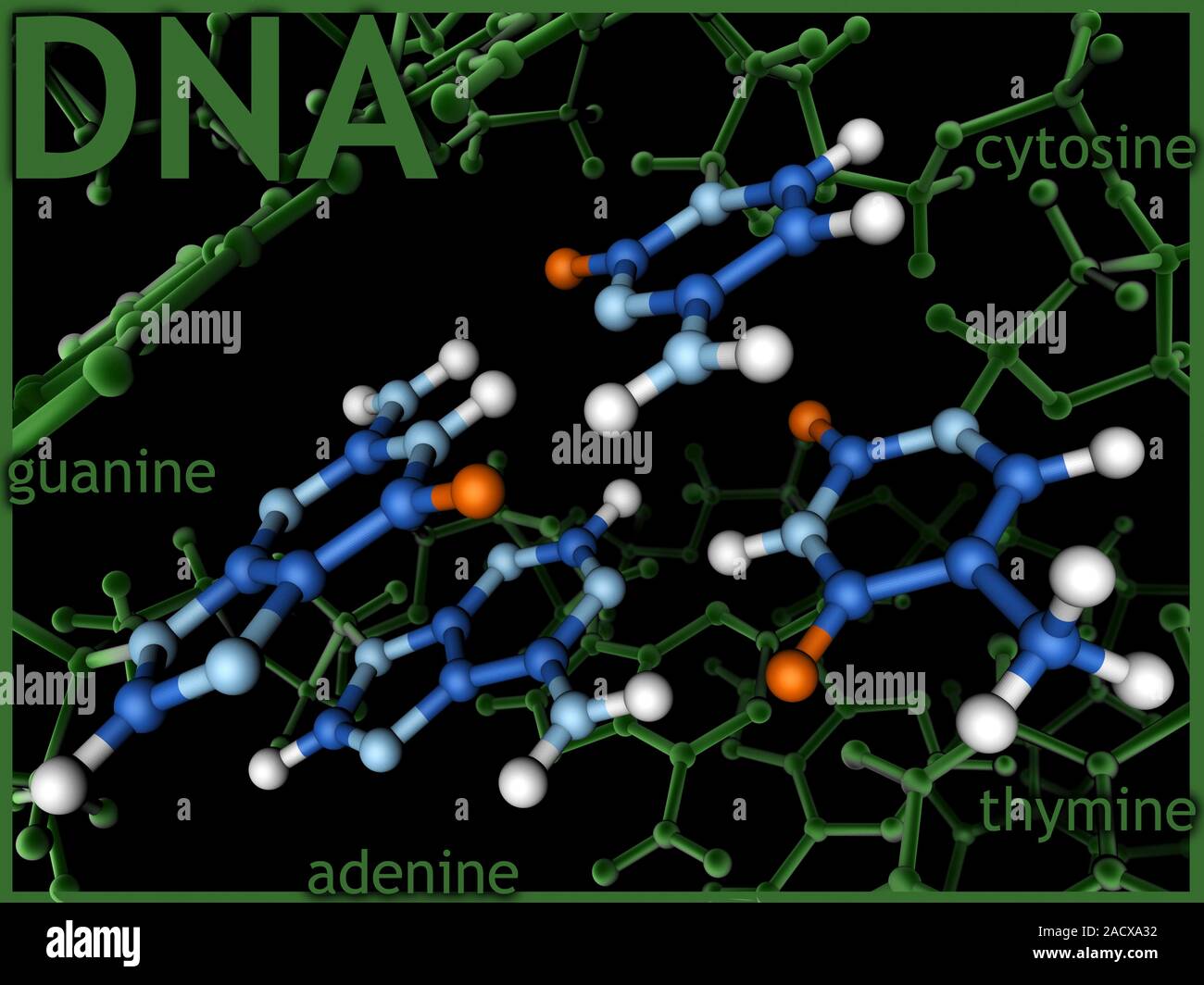 Computer artwork of DNA (deoxyribonucleic acid) nucleotides, or bases ...
