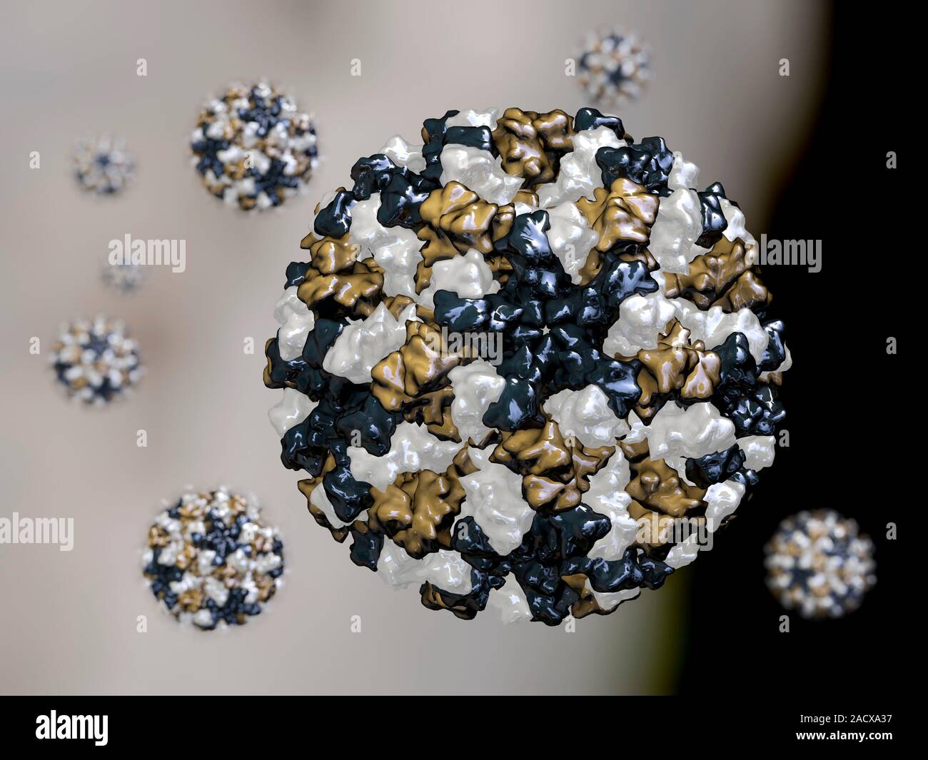 Norovirus particles, computer artwork. Norovirus particles (virions ...