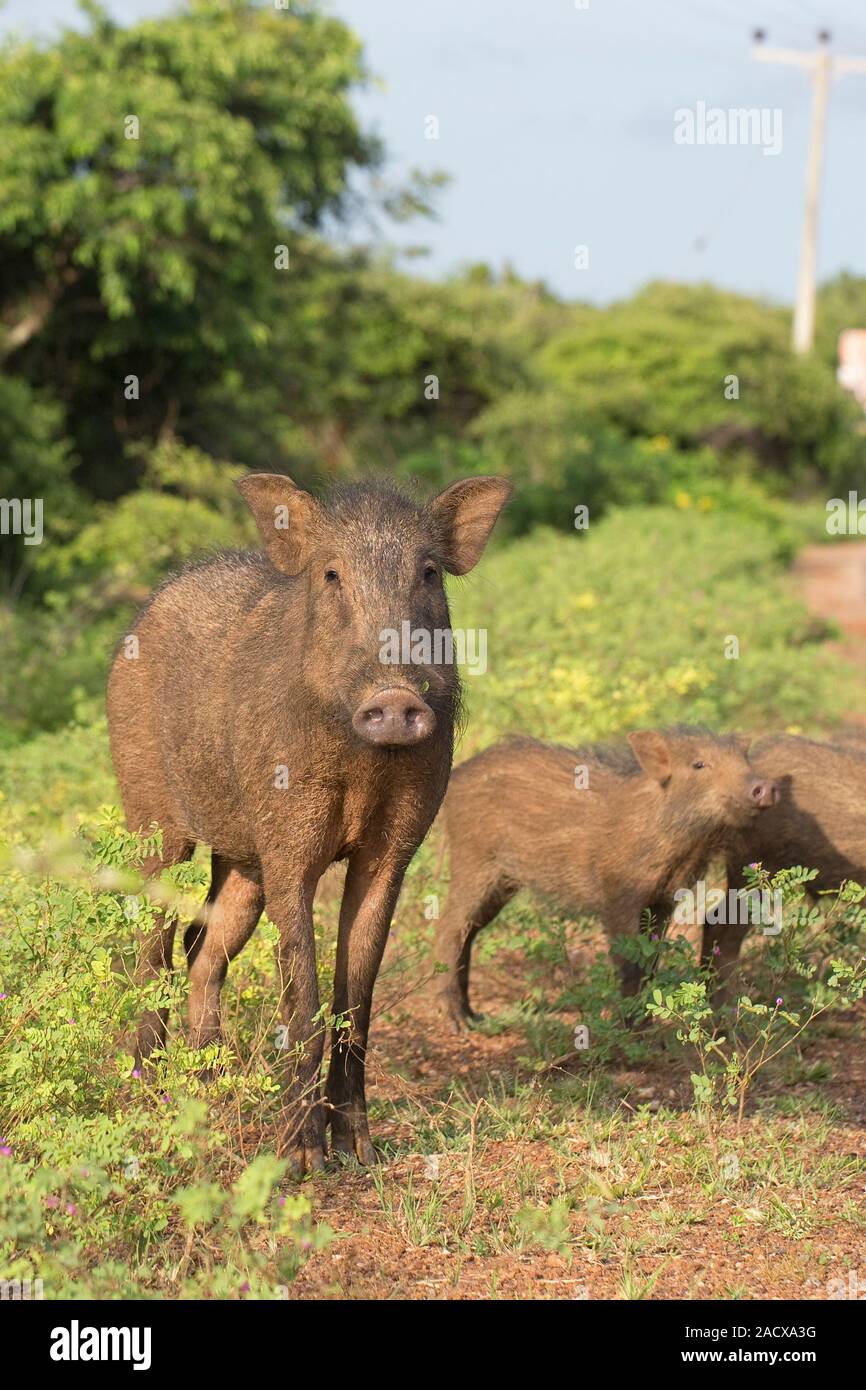Asian wild boars hi-res stock photography and images - Alamy