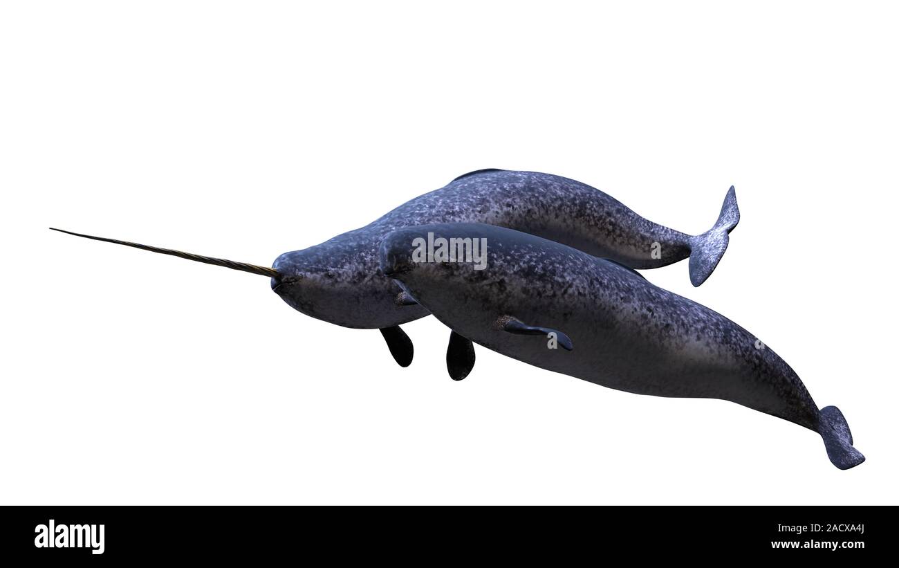 Narwhal hi-res stock photography and images - Alamy