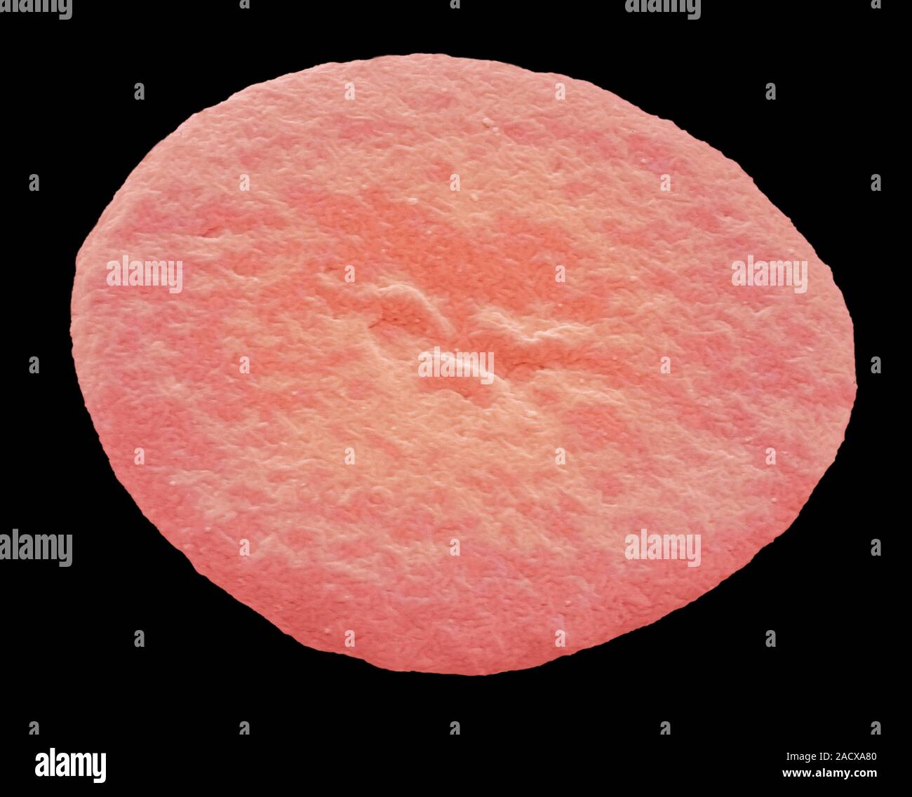 Fish red blood cell, Coloured scanning electron micrograph (SEM). Red ...