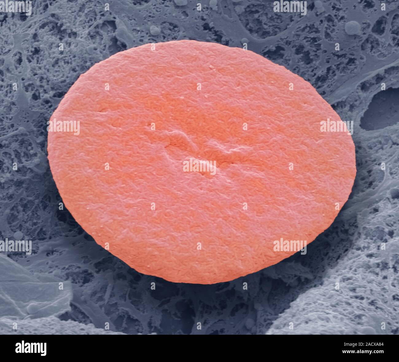 Fish red blood cell, Coloured scanning electron micrograph (SEM). Red ...