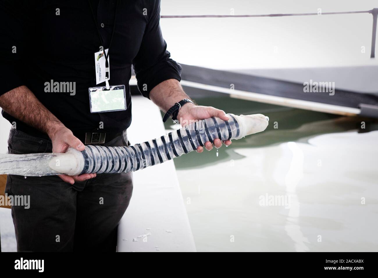 Researcher testing an amphibious snake-like robot, or snakebot. Snakes ...