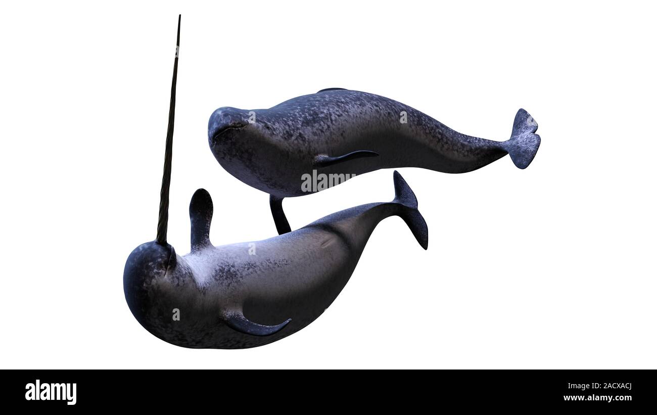 Narwhal hi-res stock photography and images - Alamy
