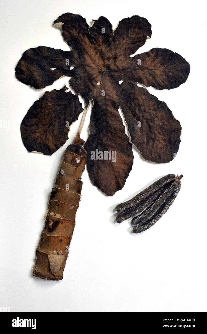 Dried trumpet-tree (Cecropia obtusifolia) specimens. This plant shares ...