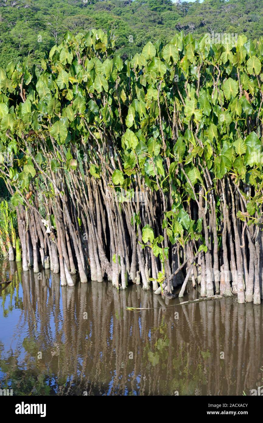Moko-moko plant (Montrichardia arborescens). This plant grows on the ...