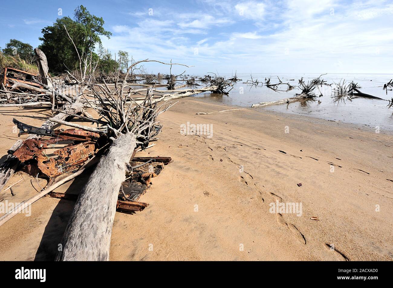 Destroyed mangroves (Rhizophora mangle). Destruction occurs through ...