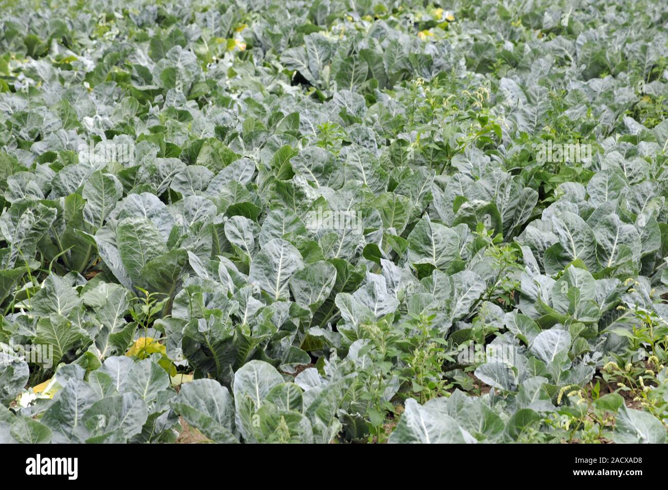 white cabbage field Stock Photo - Alamy