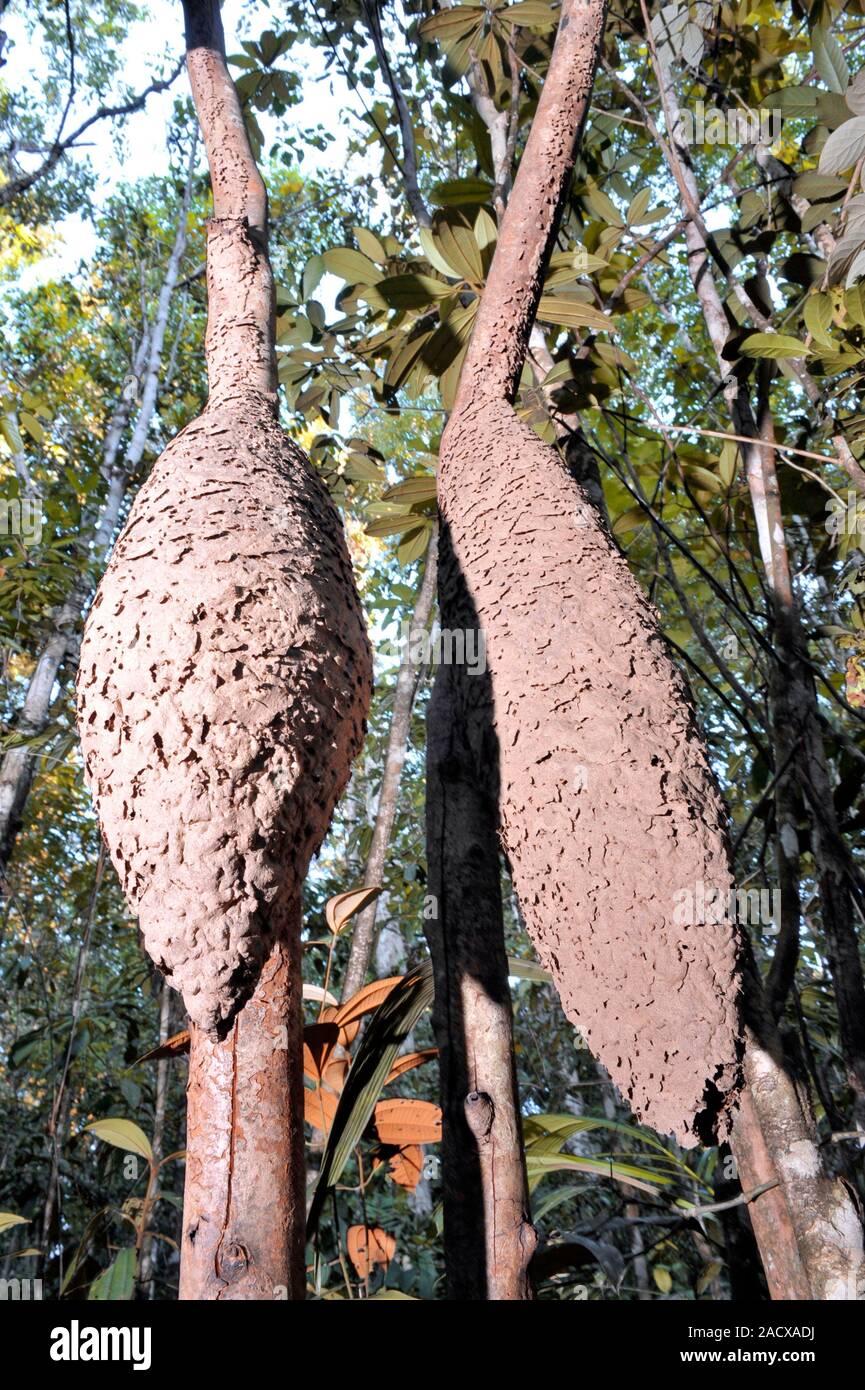 Ant colonies in a tree. These are home to several million ants ...