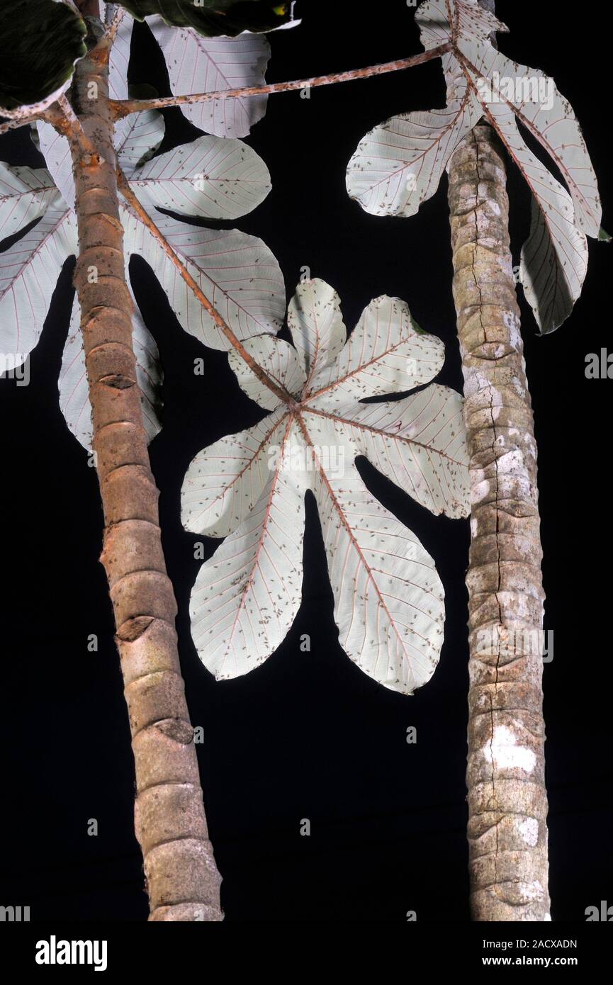 Trumpet tree (Cecropia obtusifolia). This plant shares a symbiotic ...
