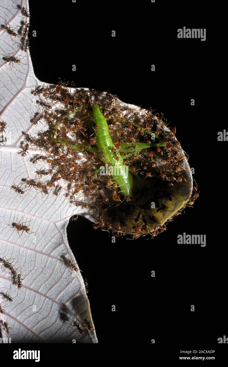 Group of Azteca ants (Azteca andreae) preying on a grasshopper. These ...
