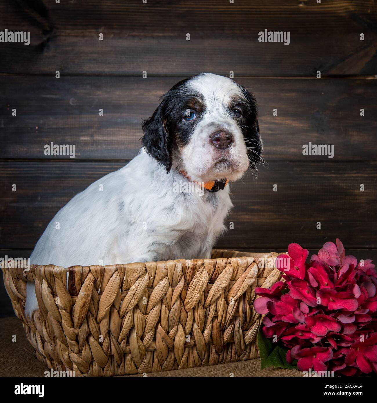 Cute English Setter puppy dog with blue eyes Stock Photo - Alamy