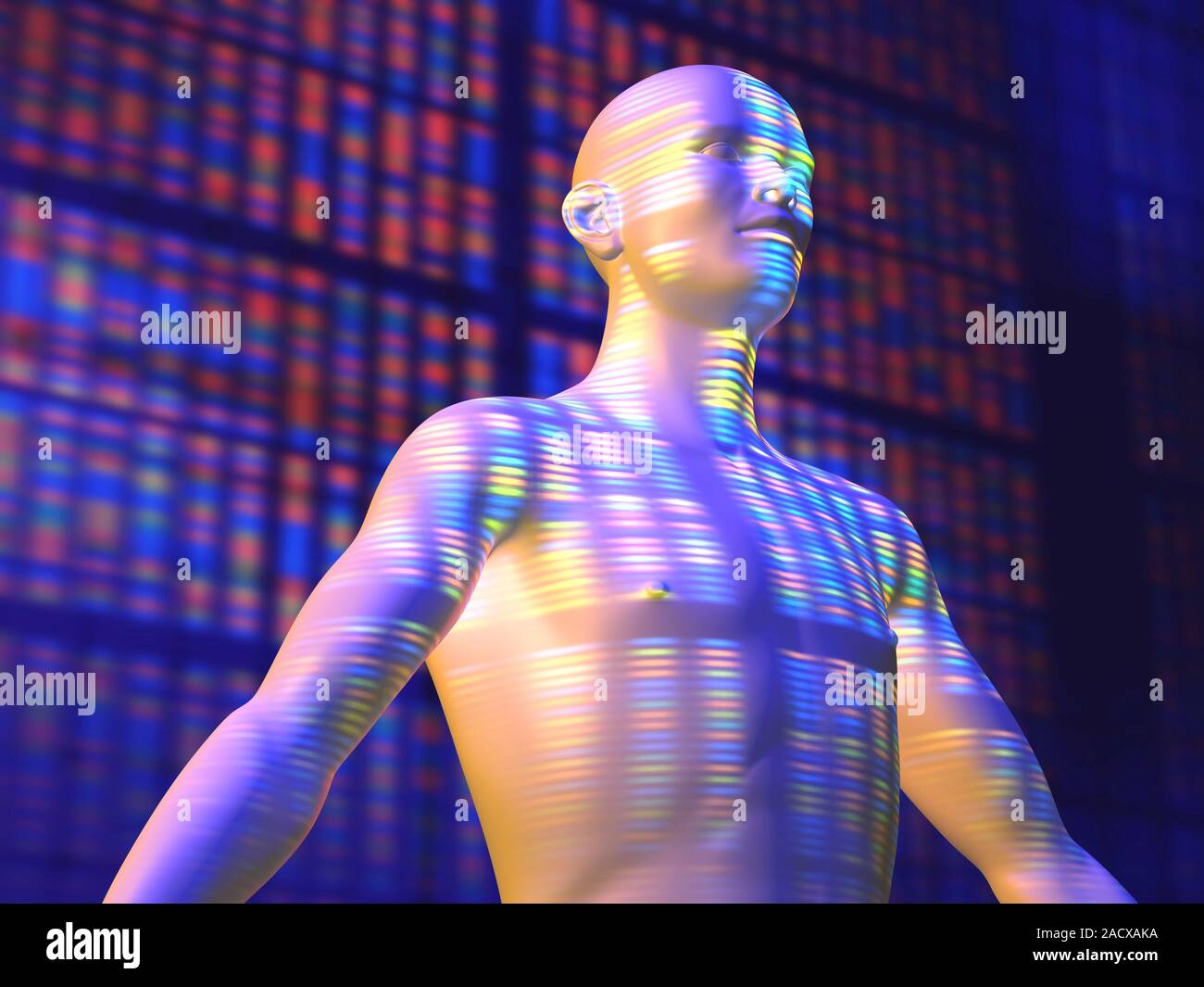 Genetic individuality. Conceptual computer artwork showing a male body ...