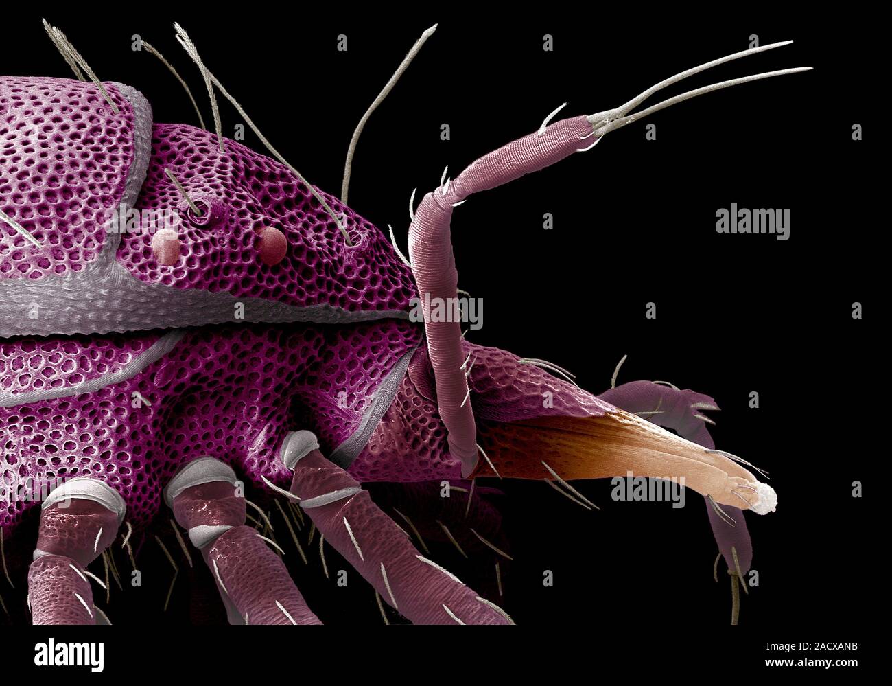 Red-eyed predatory mite (Panonychus sp.), coloured scanning electron ...