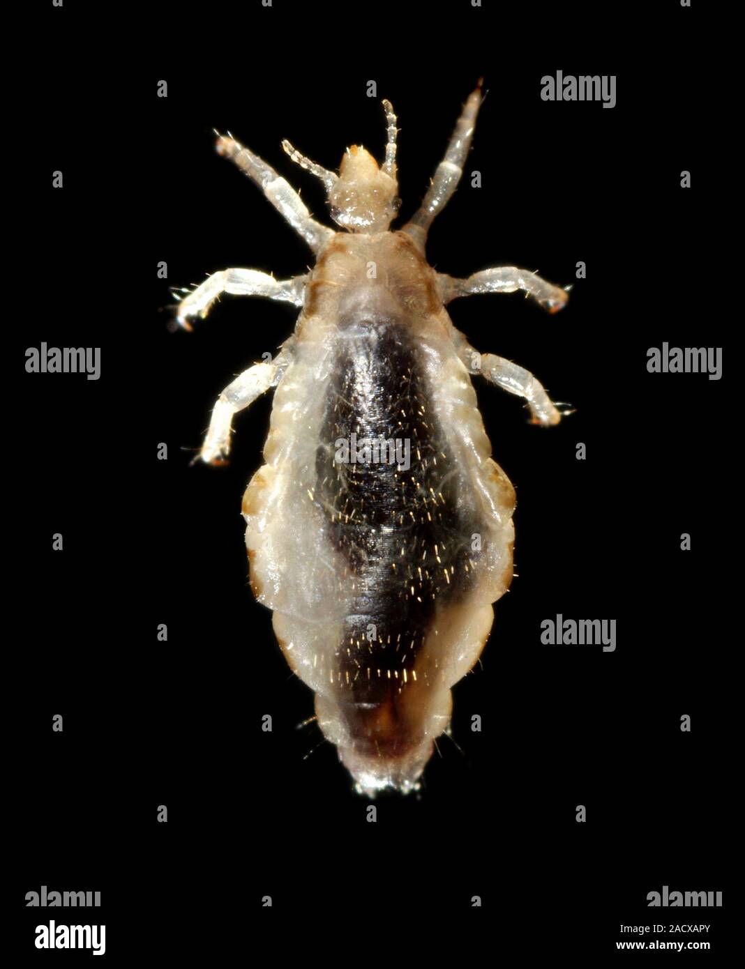 Female body louse (Pediculus humanus corporis), dorsal view. This louse ...
