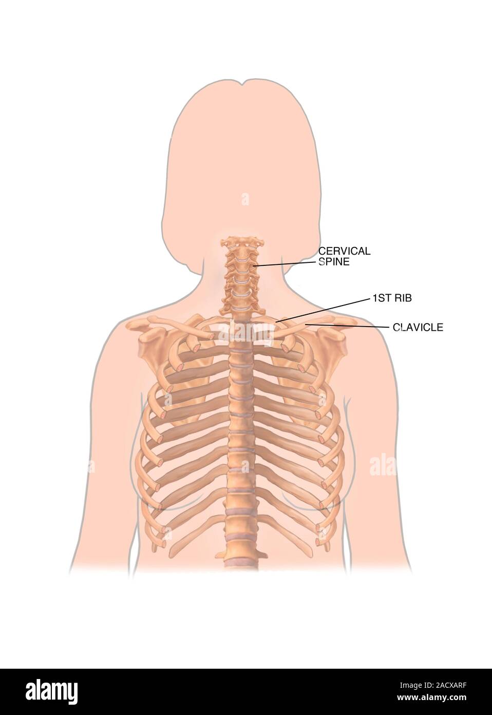 Rib Diagram Front