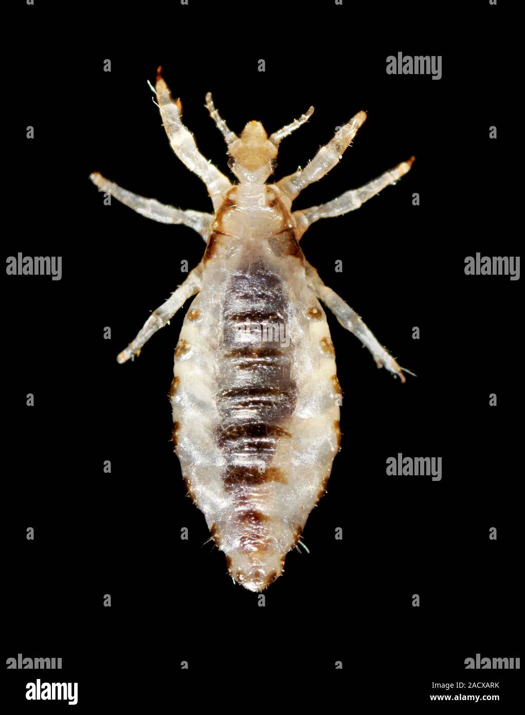 Male body louse (Pediculus humanus corporis), dorsal view. This louse ...