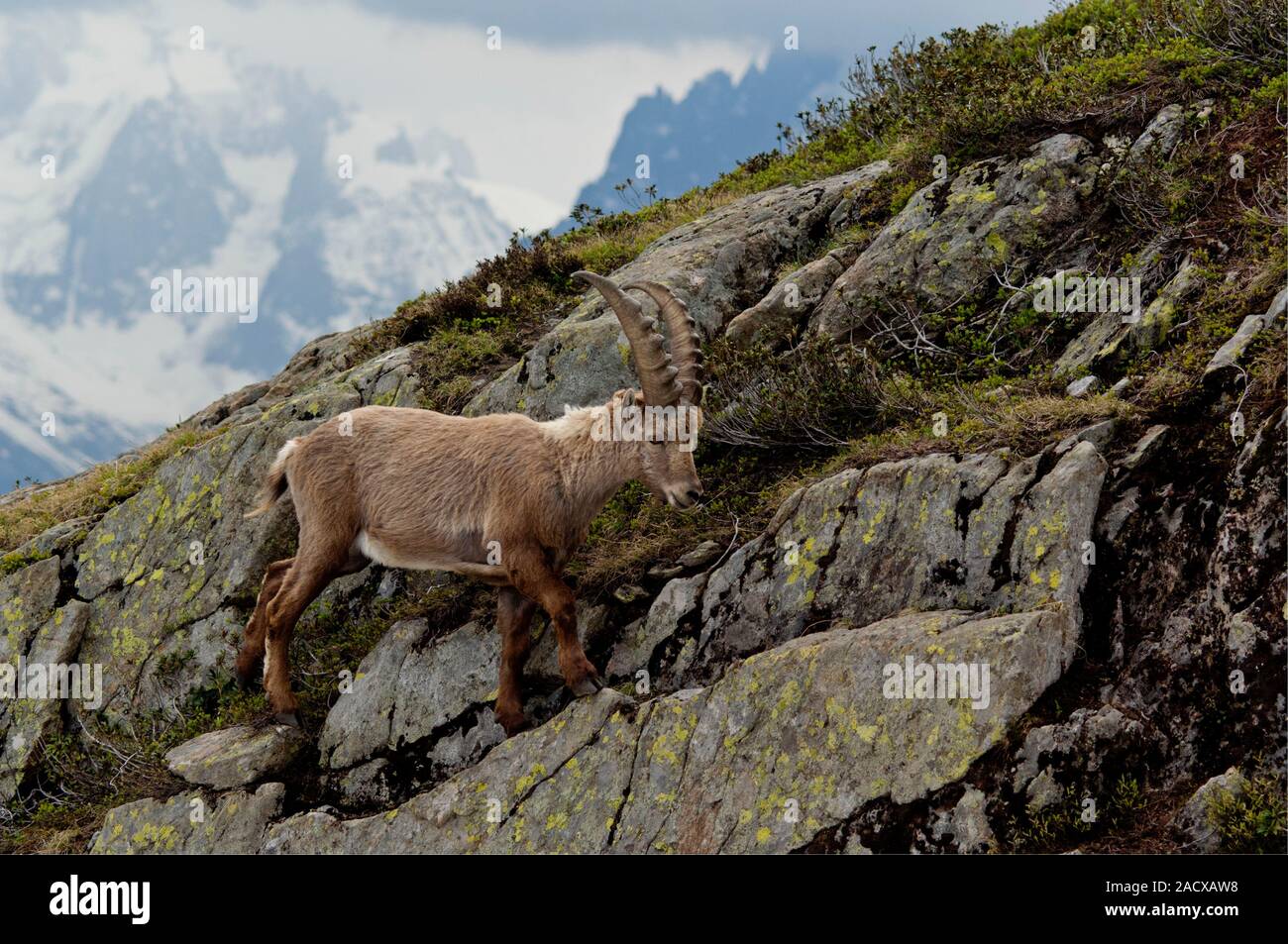 Male Alpine ibex (Capra ibex). This animal is an exceptional climber ...