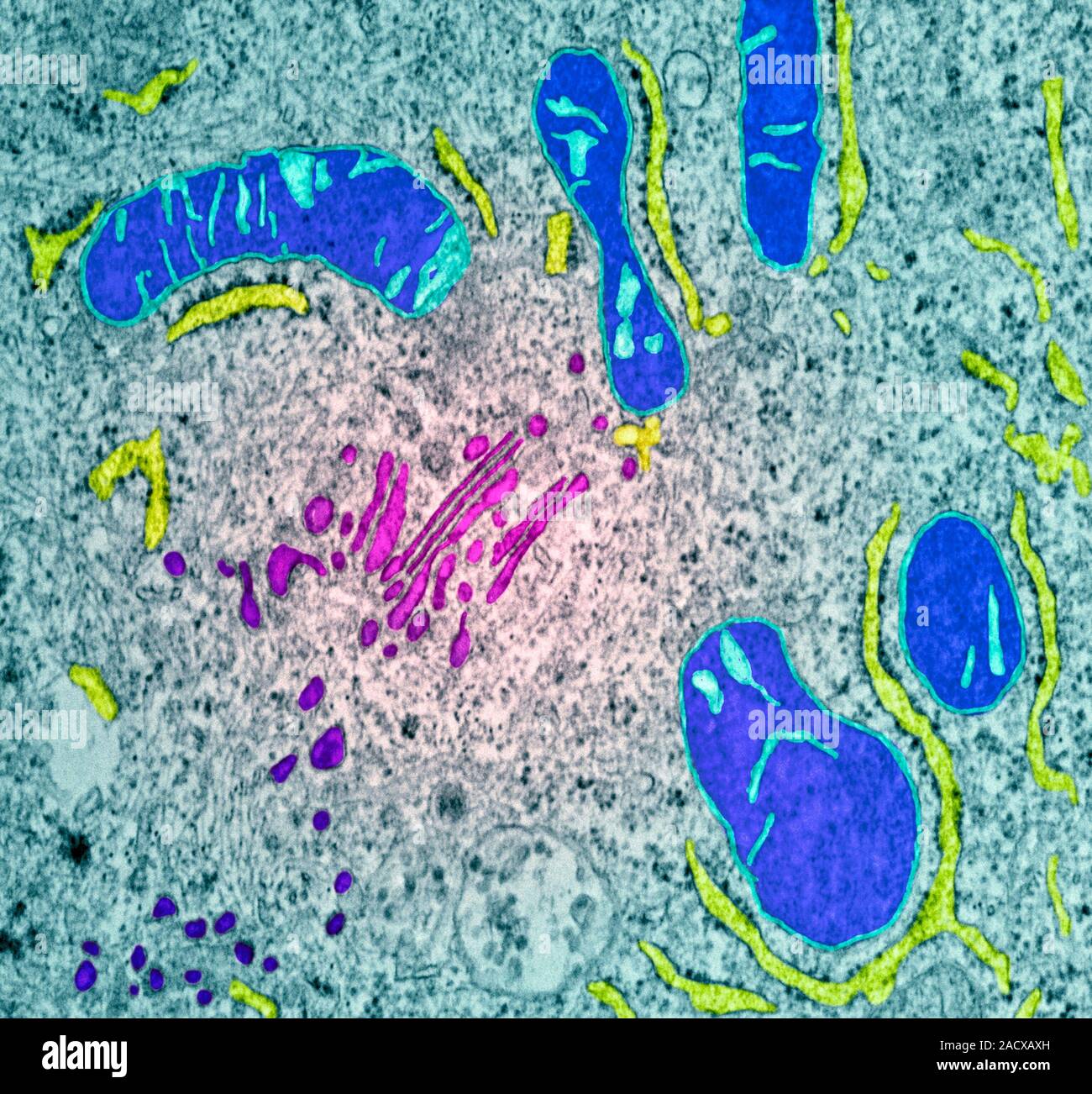 Ultrastructure of a typical cell, coloured transmission electron ...