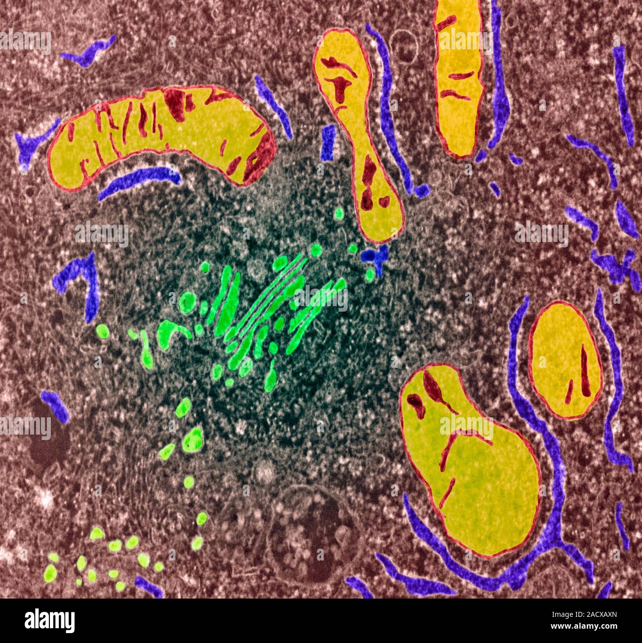 Ultrastructure of a typical cell, coloured transmission electron ...
