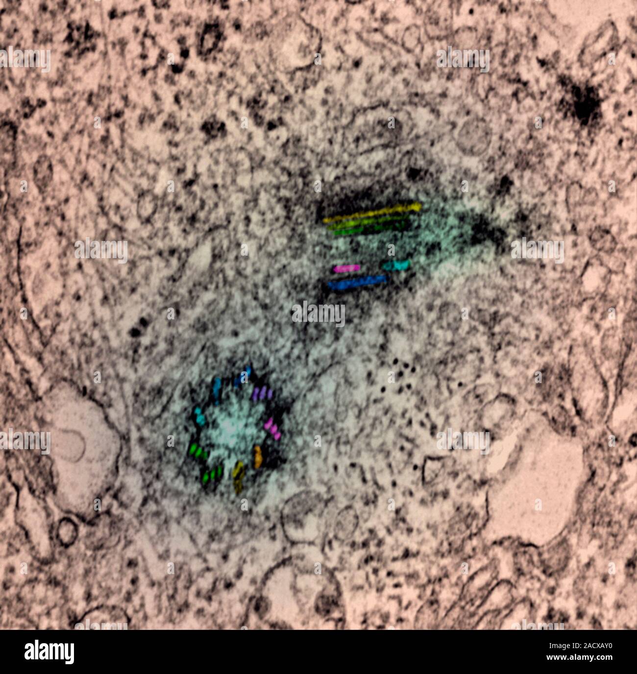 Centrioles, coloured transmission electron micrograph (TEM). Centrioles ...
