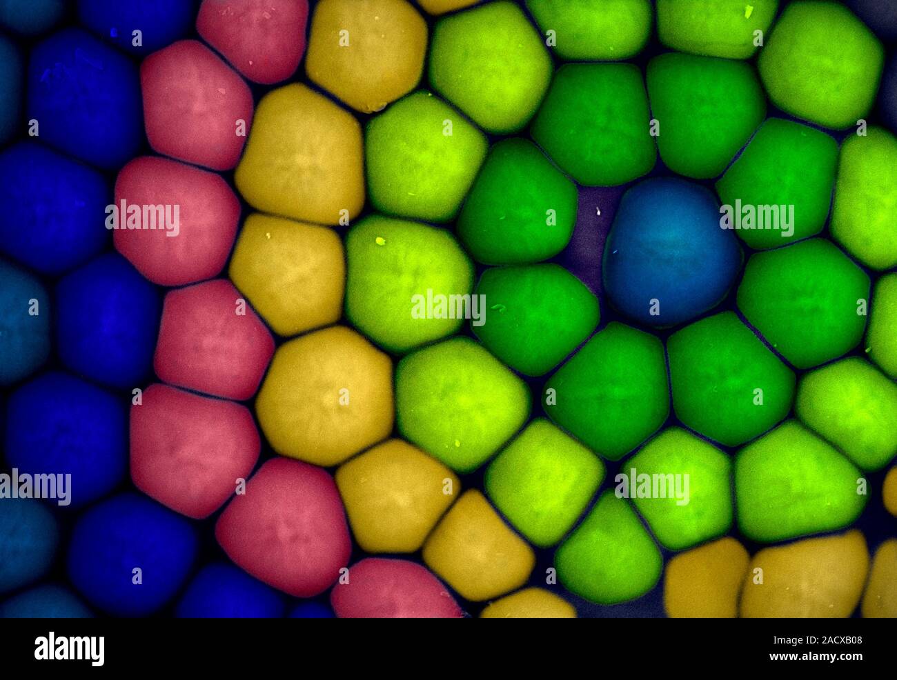 Insect compound eye, coloured scanning electron micrograph. The units ...
