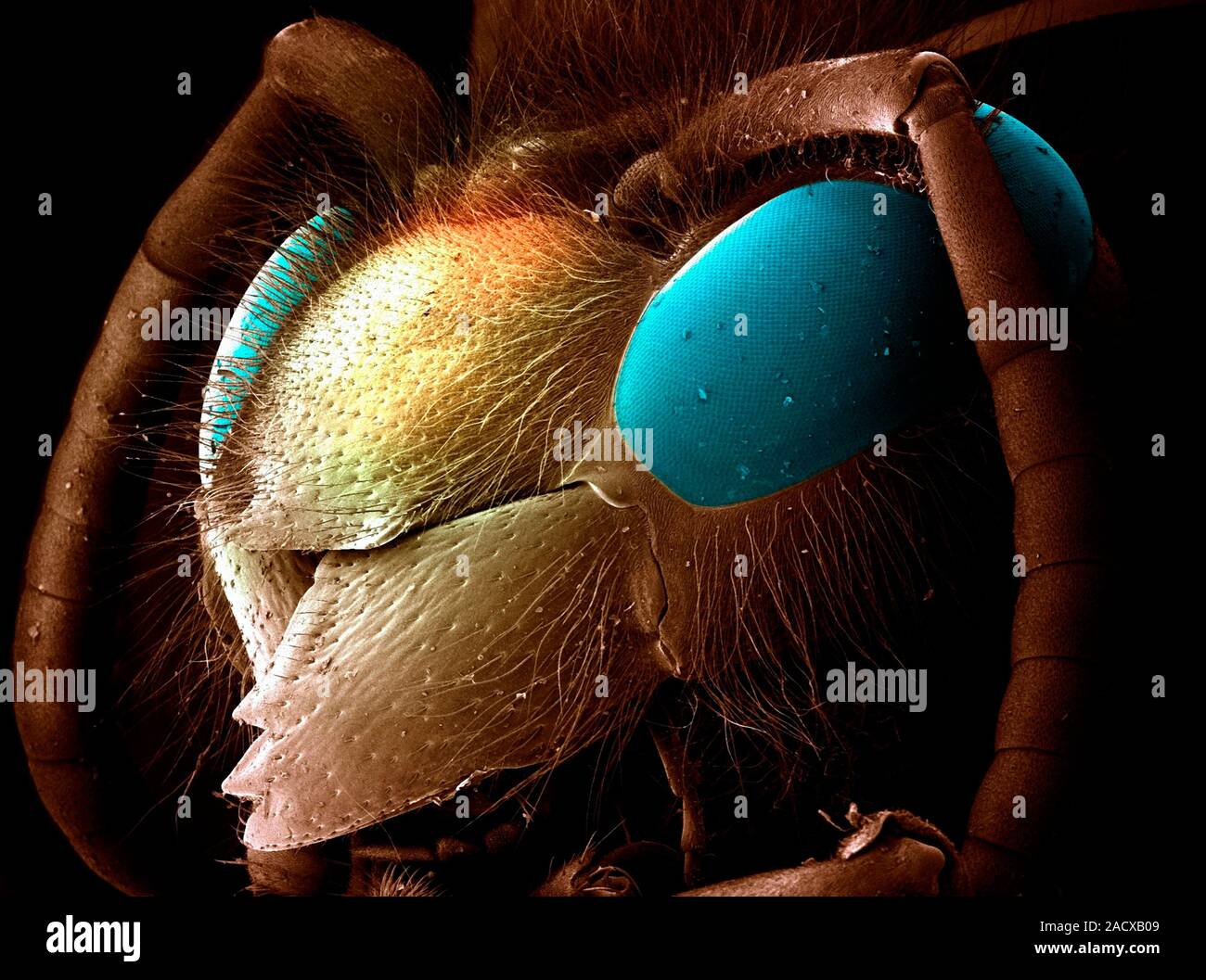 Head of a common wasp (Vespula vulgaris), coloured scanning electron ...