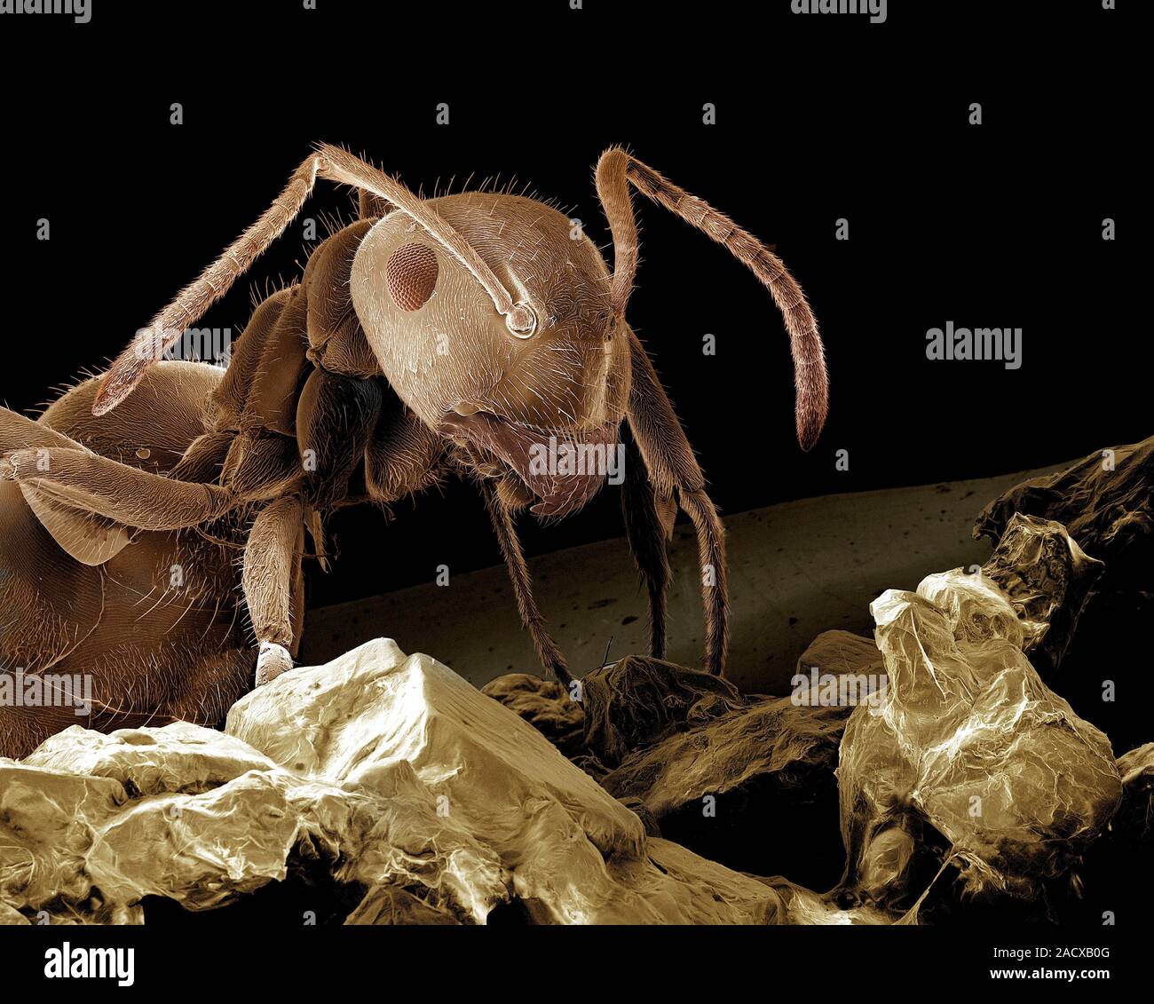 Black garden ant (Lasius niger) with sugar crystals (foreground ...