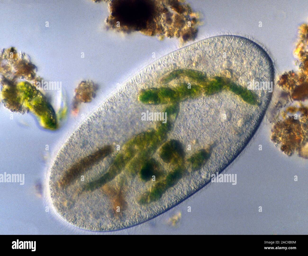 Freshwater ciliate with ingested Euglena flagellate protozoa, light ...