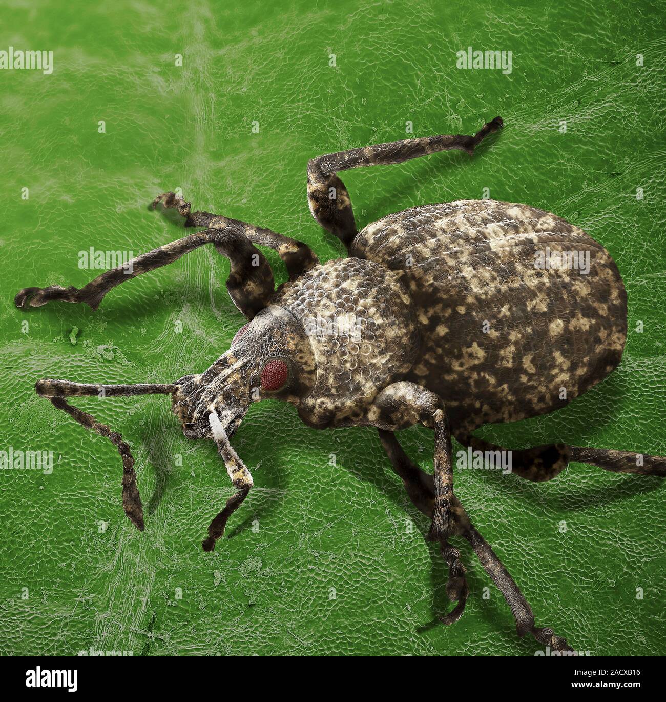 Vine weevil (Otiorhynchus sulcatus), coloured scanning electron ...
