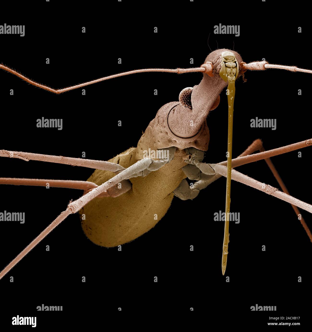 Water measurer (Hydrometra stagnorum), coloured scanning electron ...