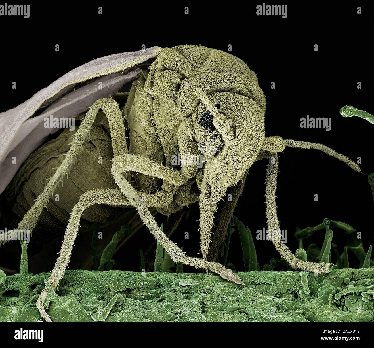 Greenhouse whitefly (Trialeurodes vaporariorum), coloured scanning ...