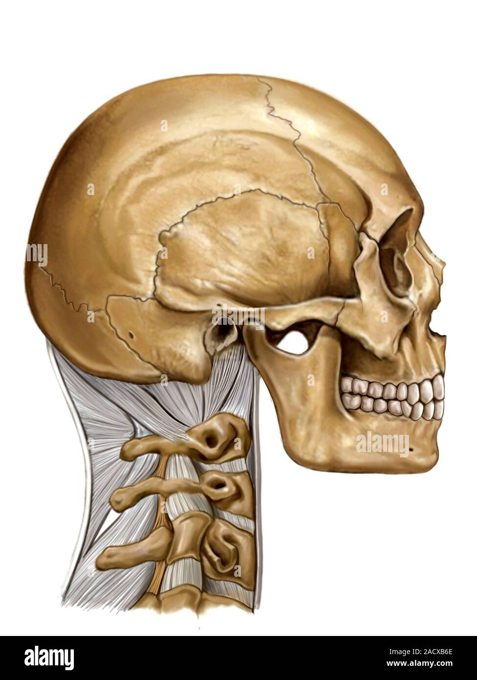 Illustration of the nuchal joint. This lateral view illustration is from 'Asklepios Atlas of the ...