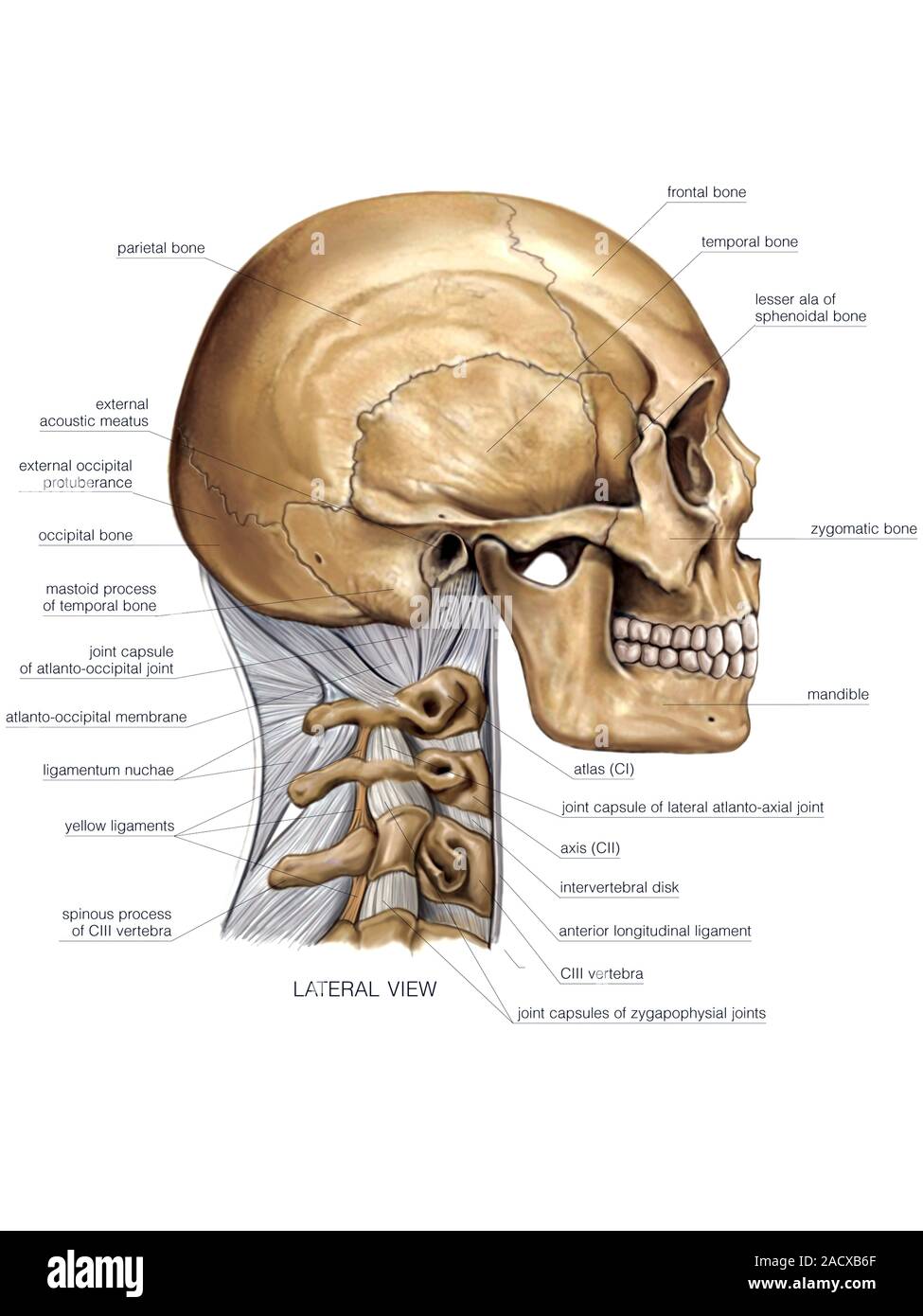 Illustration of the nuchal joint. This lateral view labelled ...