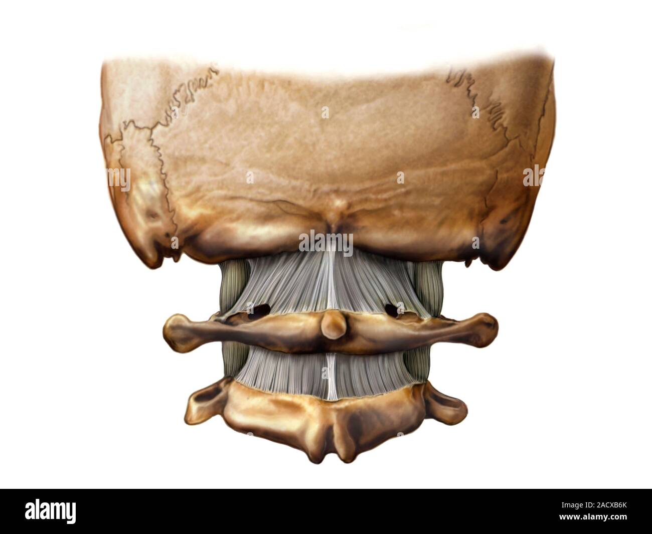 Illustration of the superior and inferior joints of the head and neck. This posterior view ...