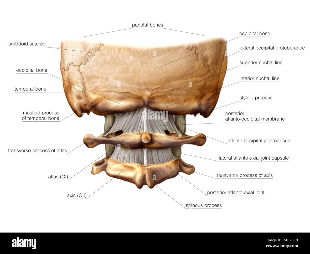 Illustration of the superior and inferior joints of the head and neck. This posterior view ...