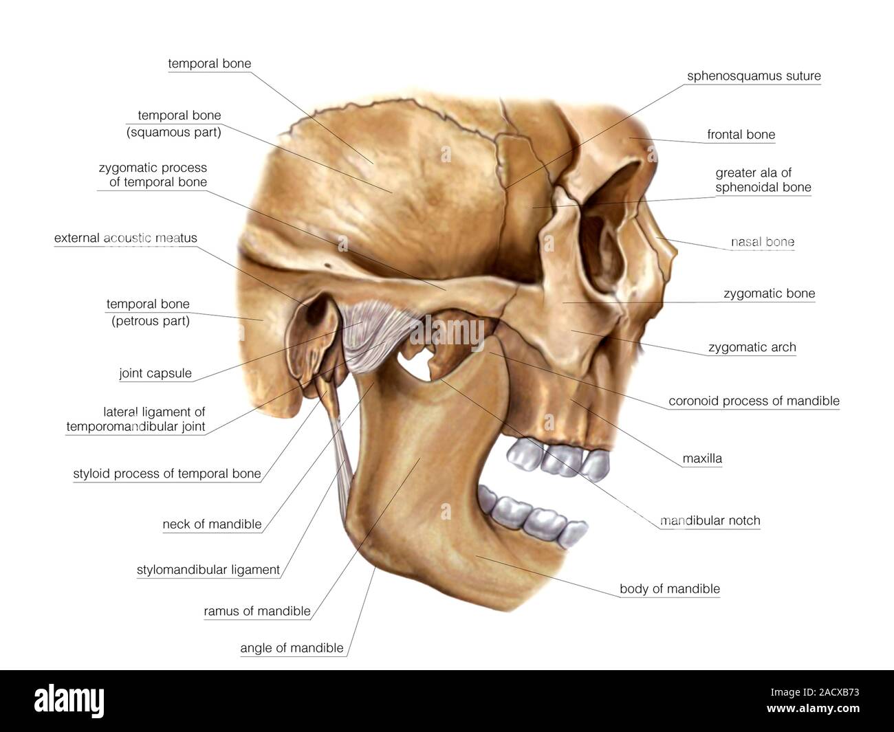Illustration of the nuchal joint. This lateral view labelled ...