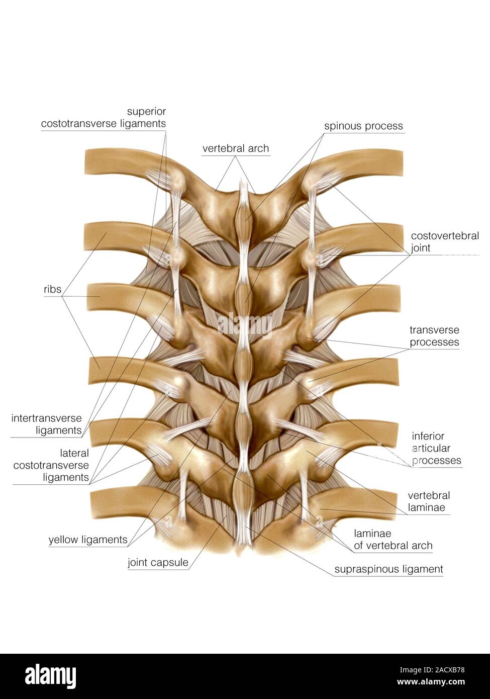 Illustration of the vertebral joints. This posterior view labelled ...