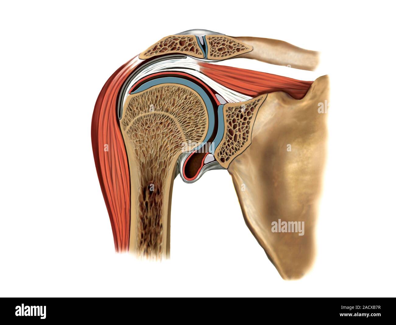 Illustration of the shoulder joint. This frontal section anterior view ...