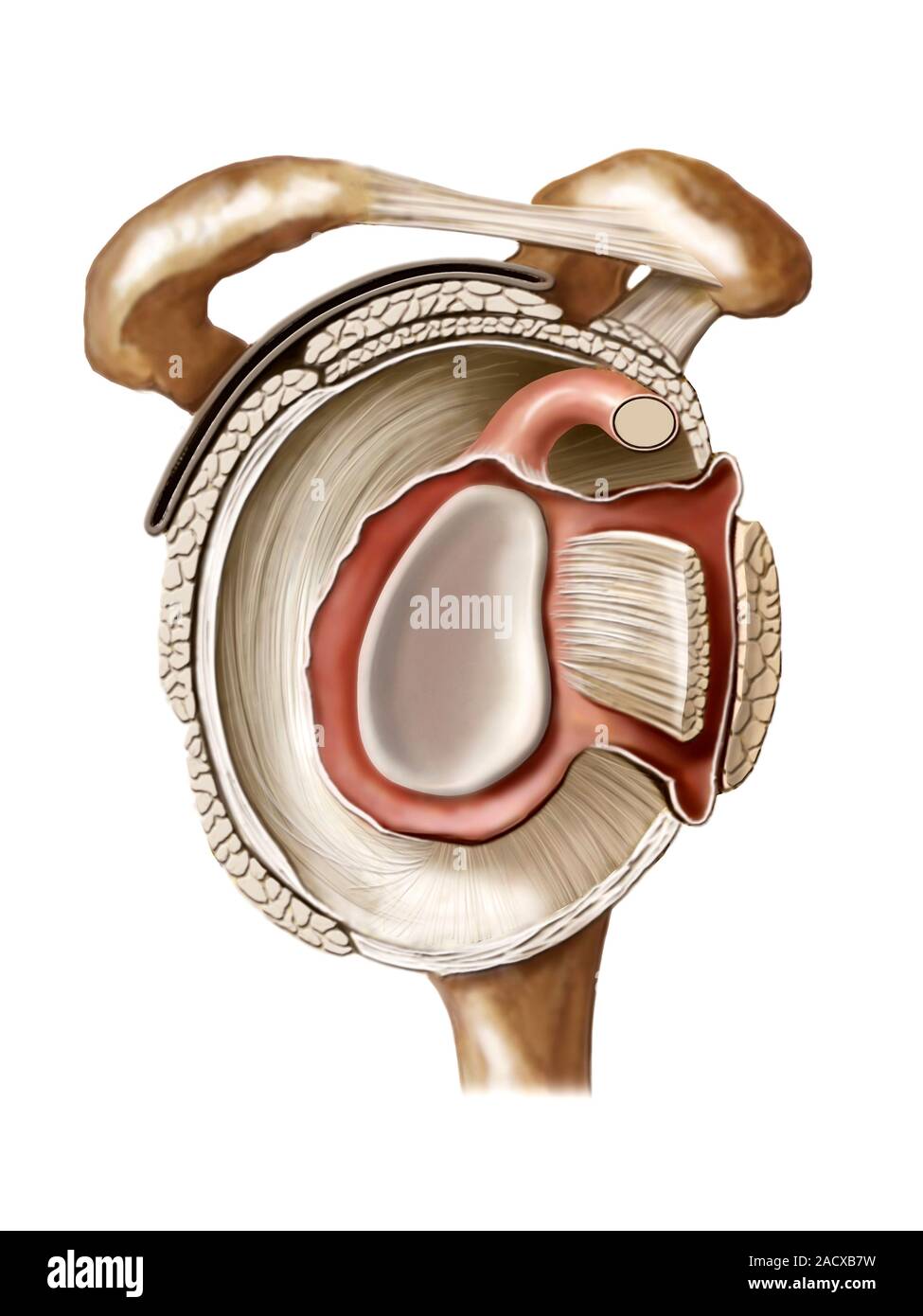 Illustration of the shoulder joint. This right side lateral view ...