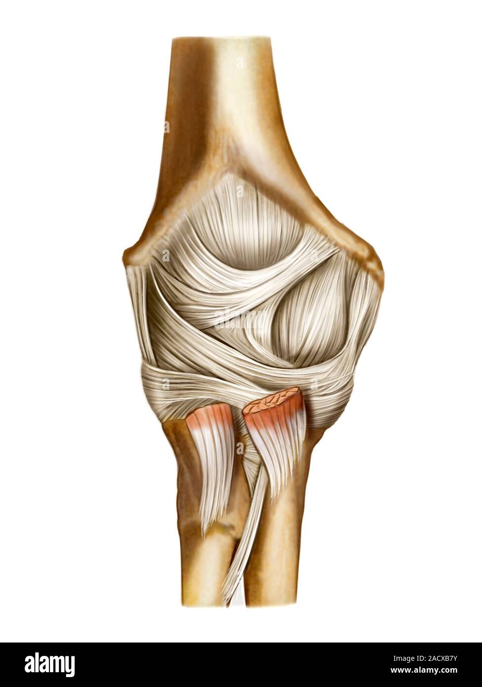 Illustration of the elbow joint. This anterior view illustration is ...