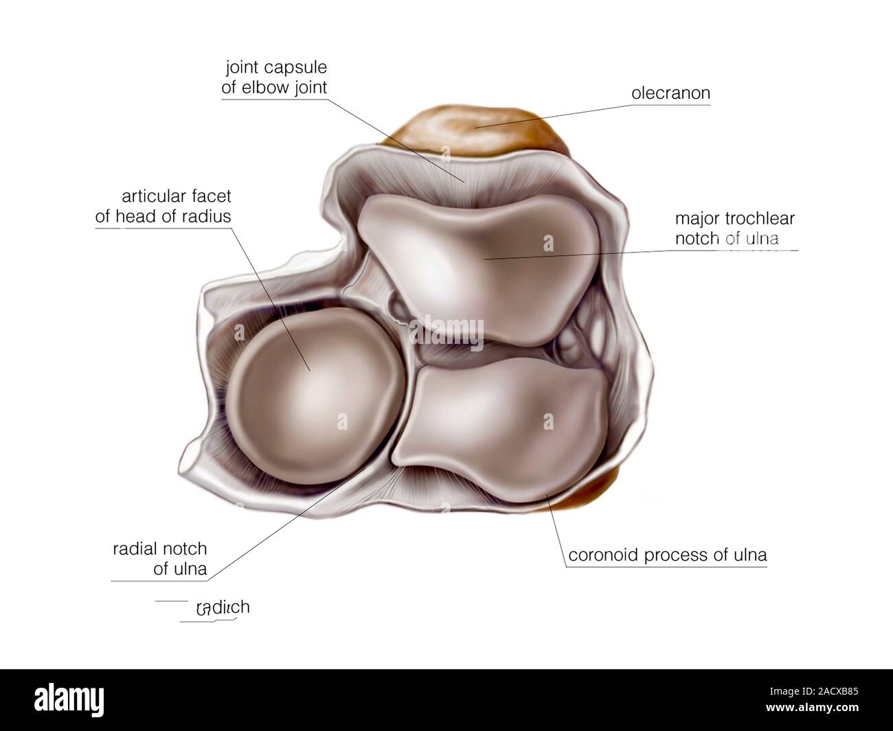 Illustration of the shoulder joint. Proximal radio-ulnar articular ...