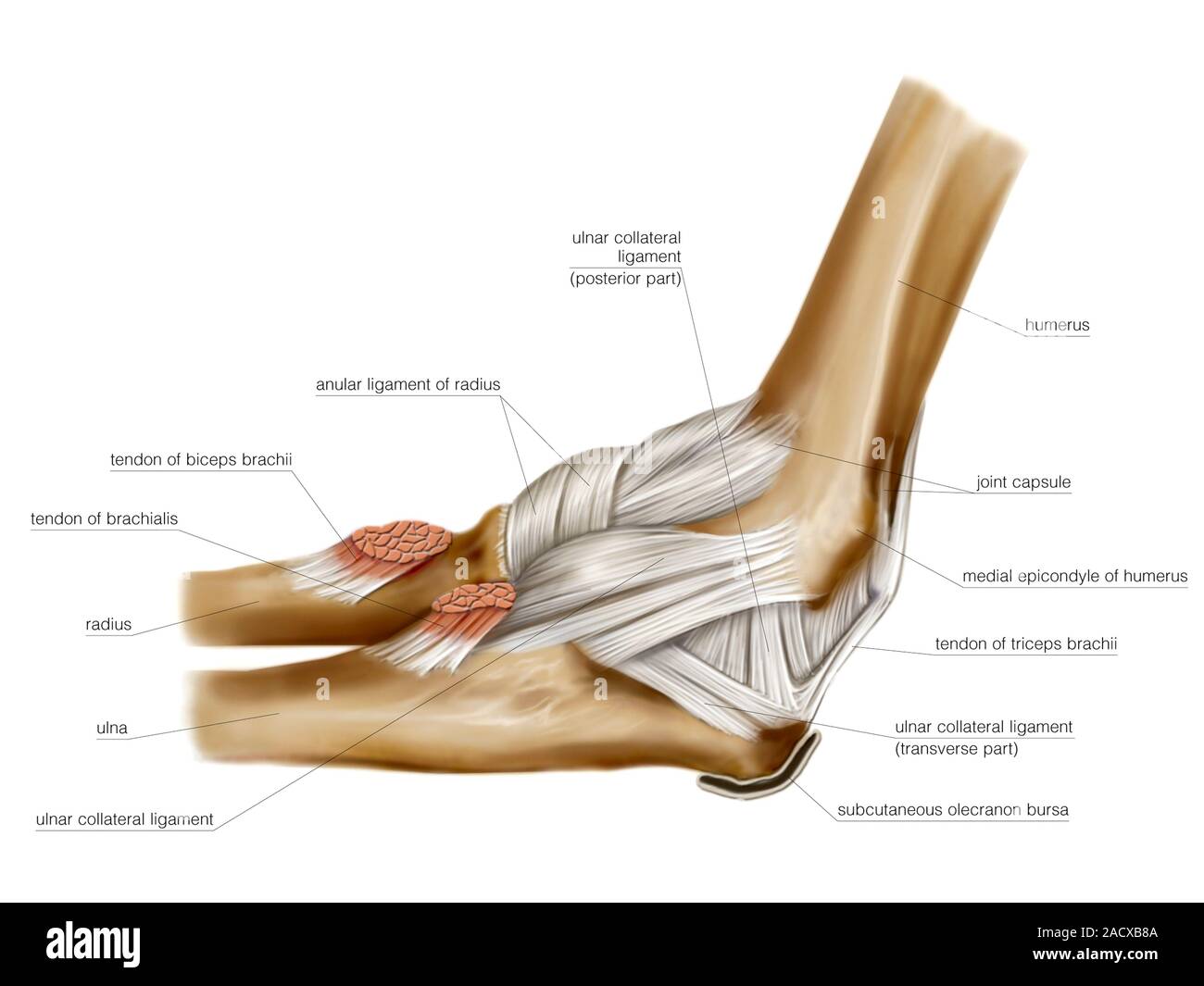 Illustration of the elbow joint. This medial view labelled illustration ...