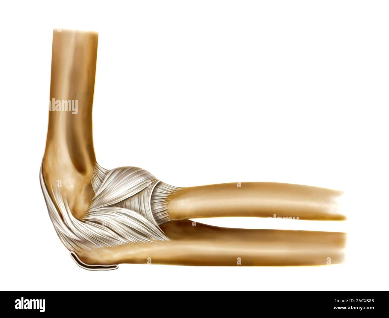 Illustration of the elbow joint. This lateral view illustration is from ...