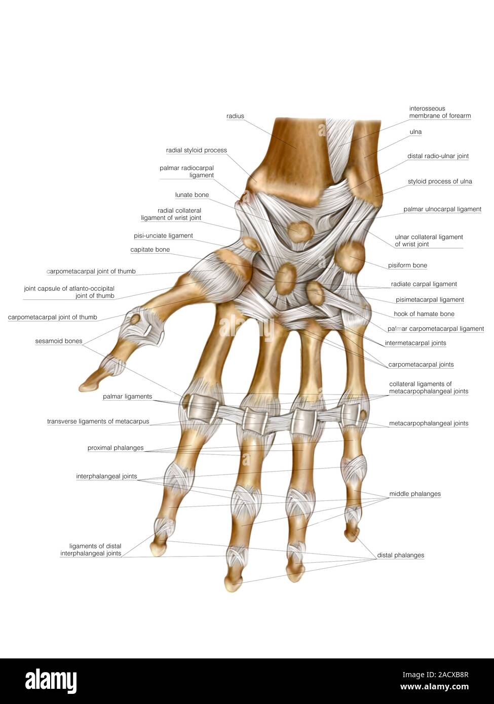 Illustration of the hand joints. This palmar view labelled illustration ...