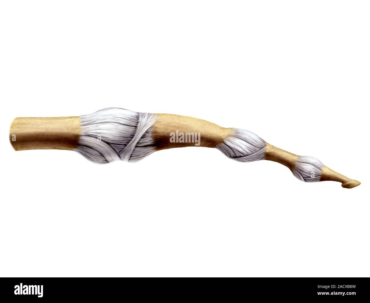 Illustration of the three-phalangeal finger. This lateral view ...